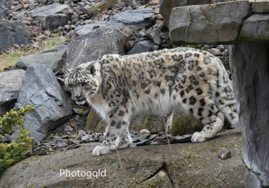 Snow leopard animal print ( 748 ) -